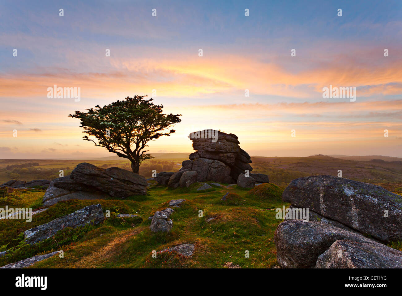 Sunset behind a hawthorn tree and Saddle Tor on Dartmoor Stock Photo ...