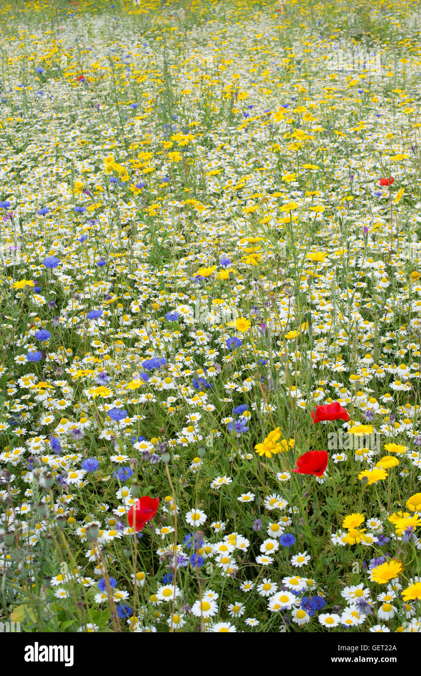 English Wildflower meadow Stock Photo - Alamy