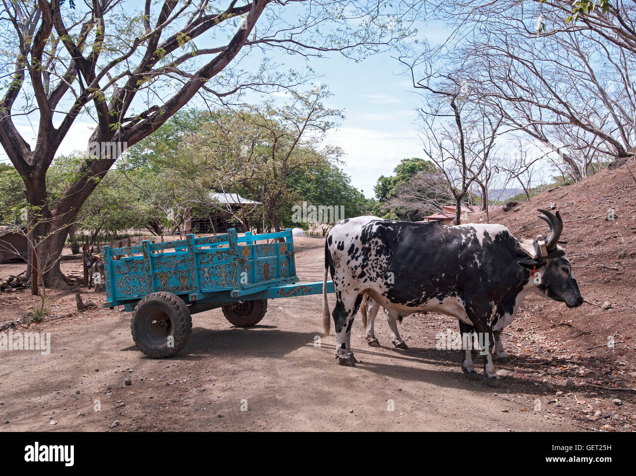 Costa rica ox cart hi-res stock photography and images - Alamy