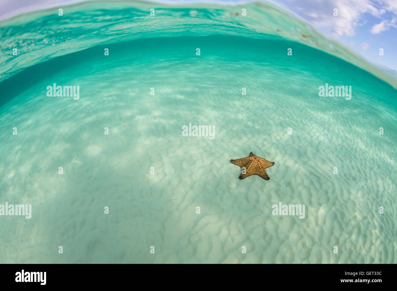 A colorful West Indian sea star (Oreaster reticulatus) lays on the ...