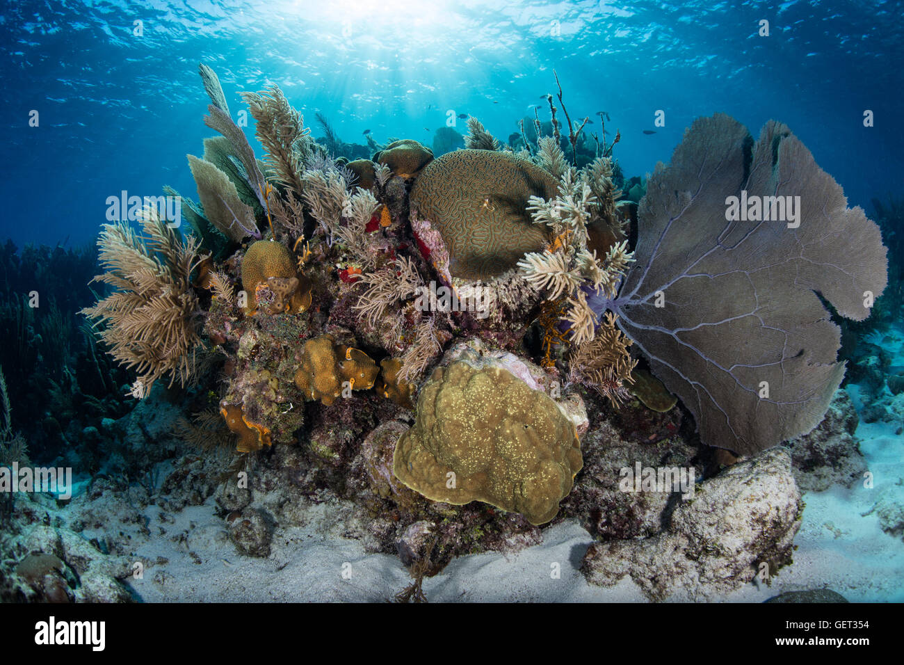 Gorgonians and reef-building corals grows in shallow water in the ...