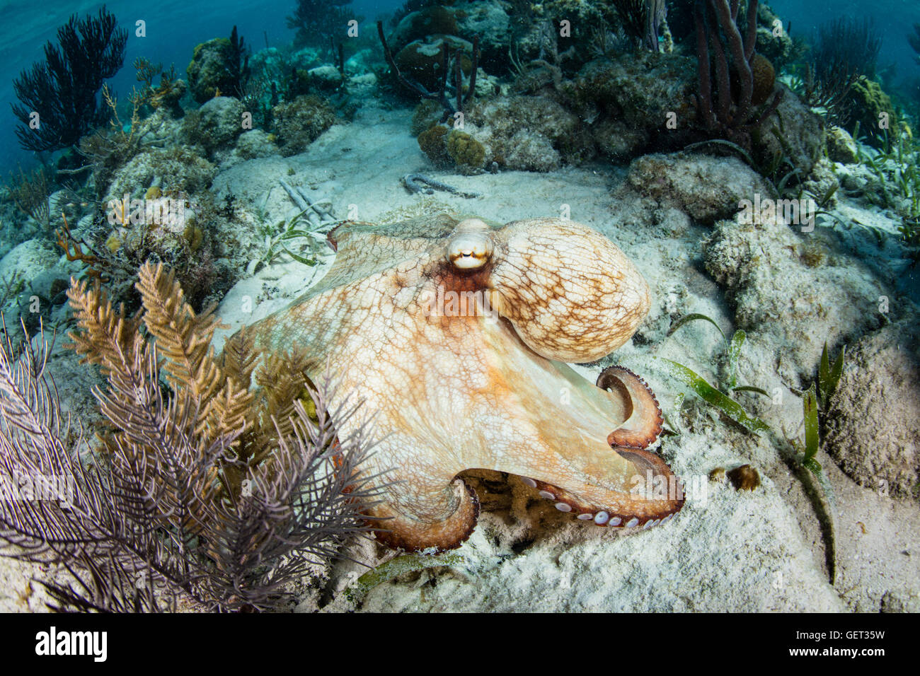 A Caribbean reef octopus crawls across a reef off the coast of Belize ...
