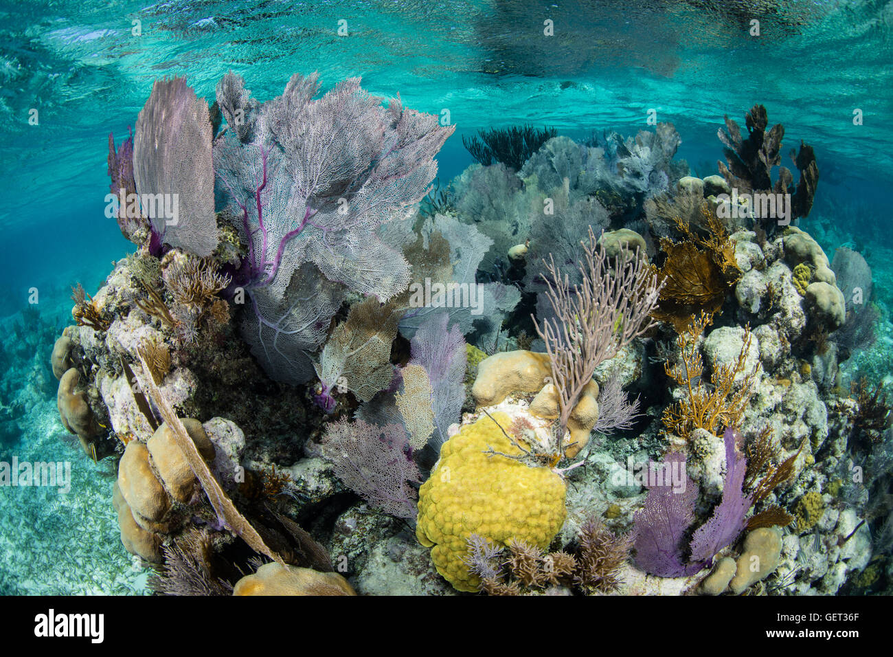 Gorgonians and reef-building corals grows in shallow water in the ...