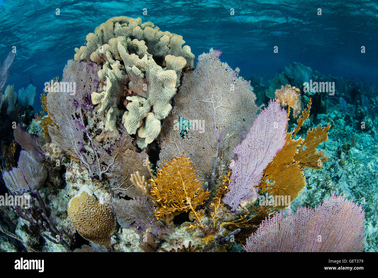 Gorgonians and reef-building corals grows in shallow water in the ...