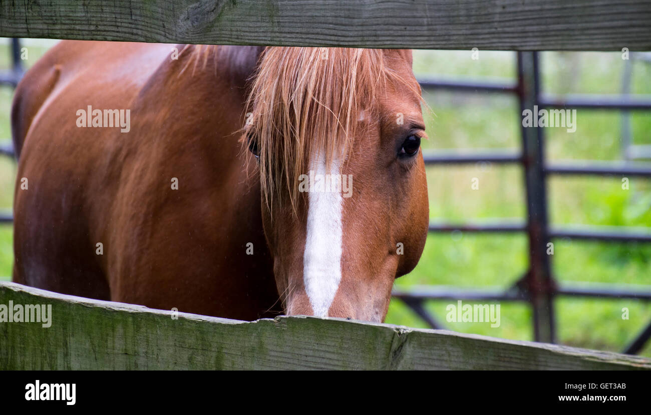 Chestnut Pony in Paddock Stock Photo - Alamy