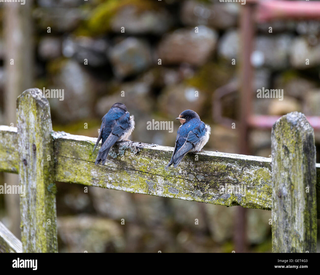 House martins feeder hi-res stock photography and images - Alamy