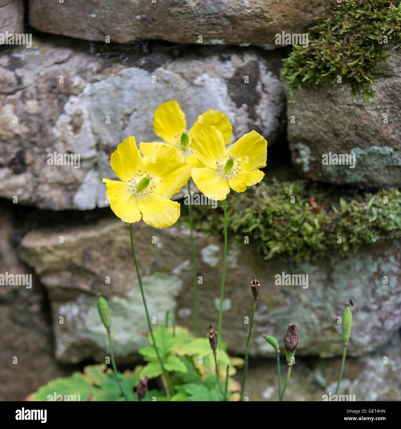 Yellow Welsh Poppy Flowers growing in a Limestone Wall in Bainbridge ...
