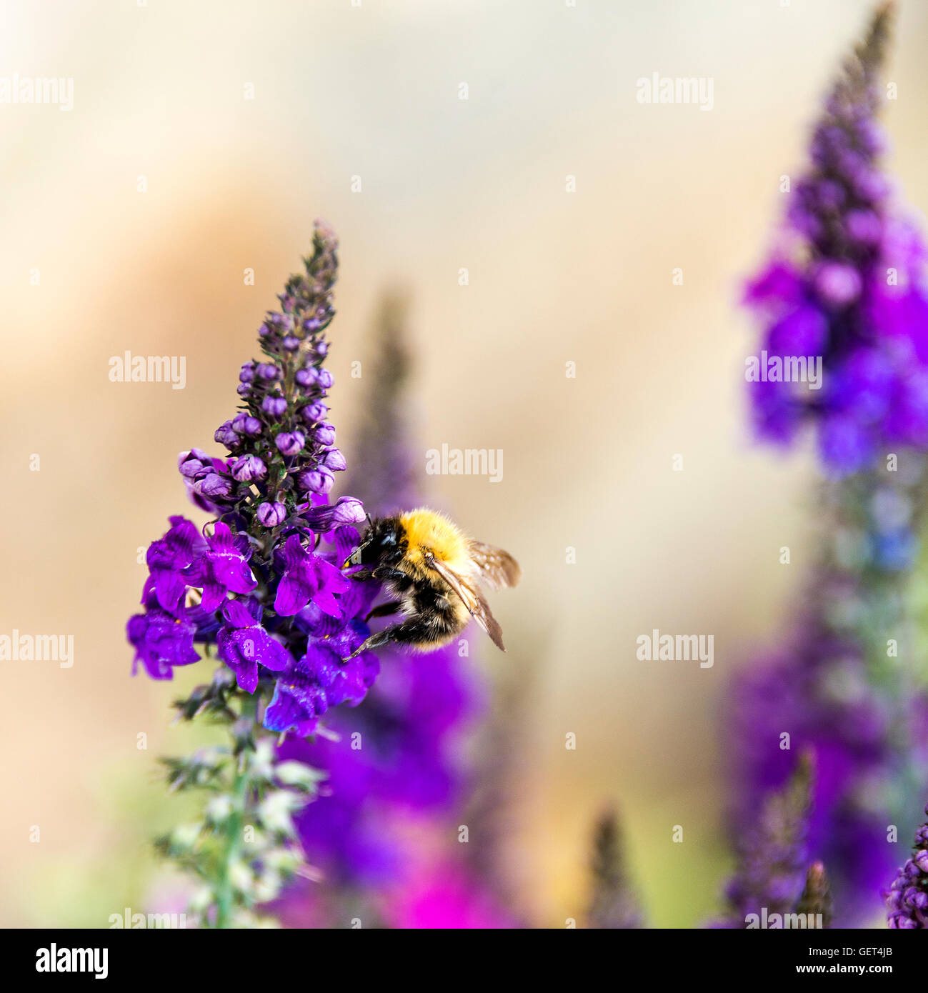 A Bumble Bee Collecting Pollen from a Blue Salvia Shrub in a Garden at ...
