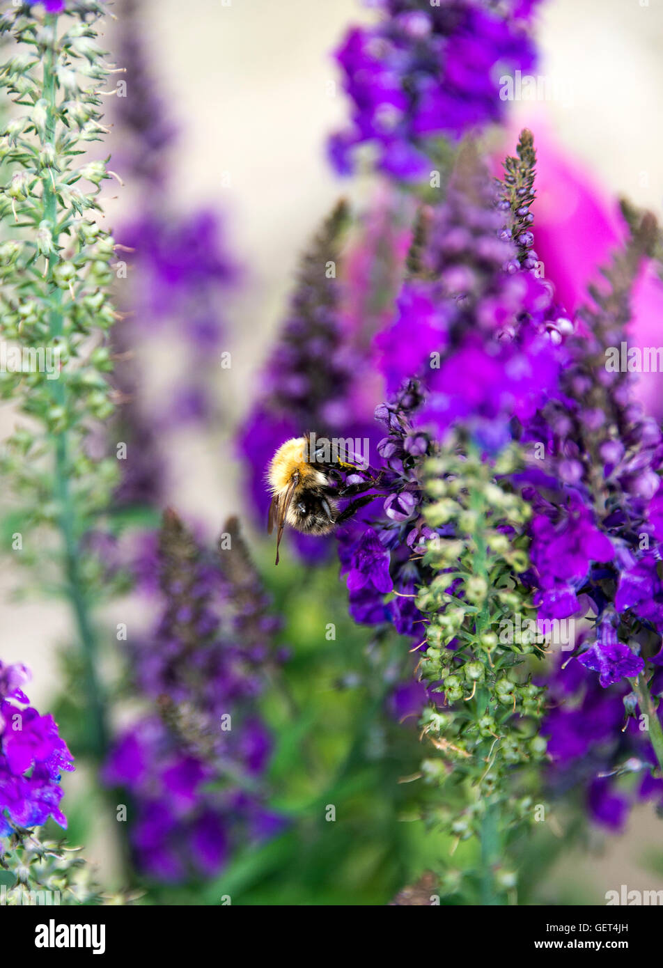 A Bumble Bee Collecting Pollen from a Blue Salvia Shrub in a Garden at ...