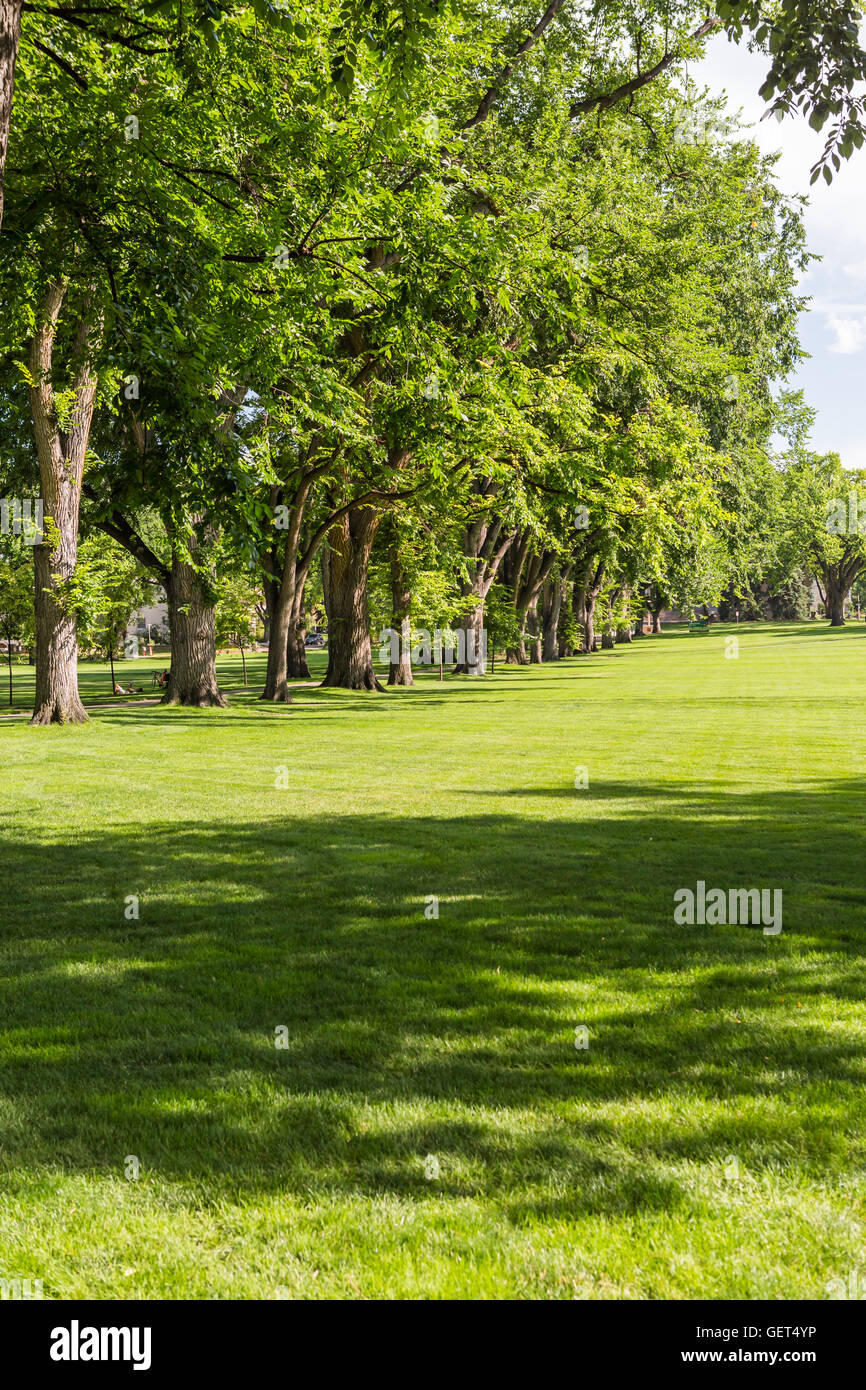 Tree alley with old trees on university campus Stock Photo - Alamy