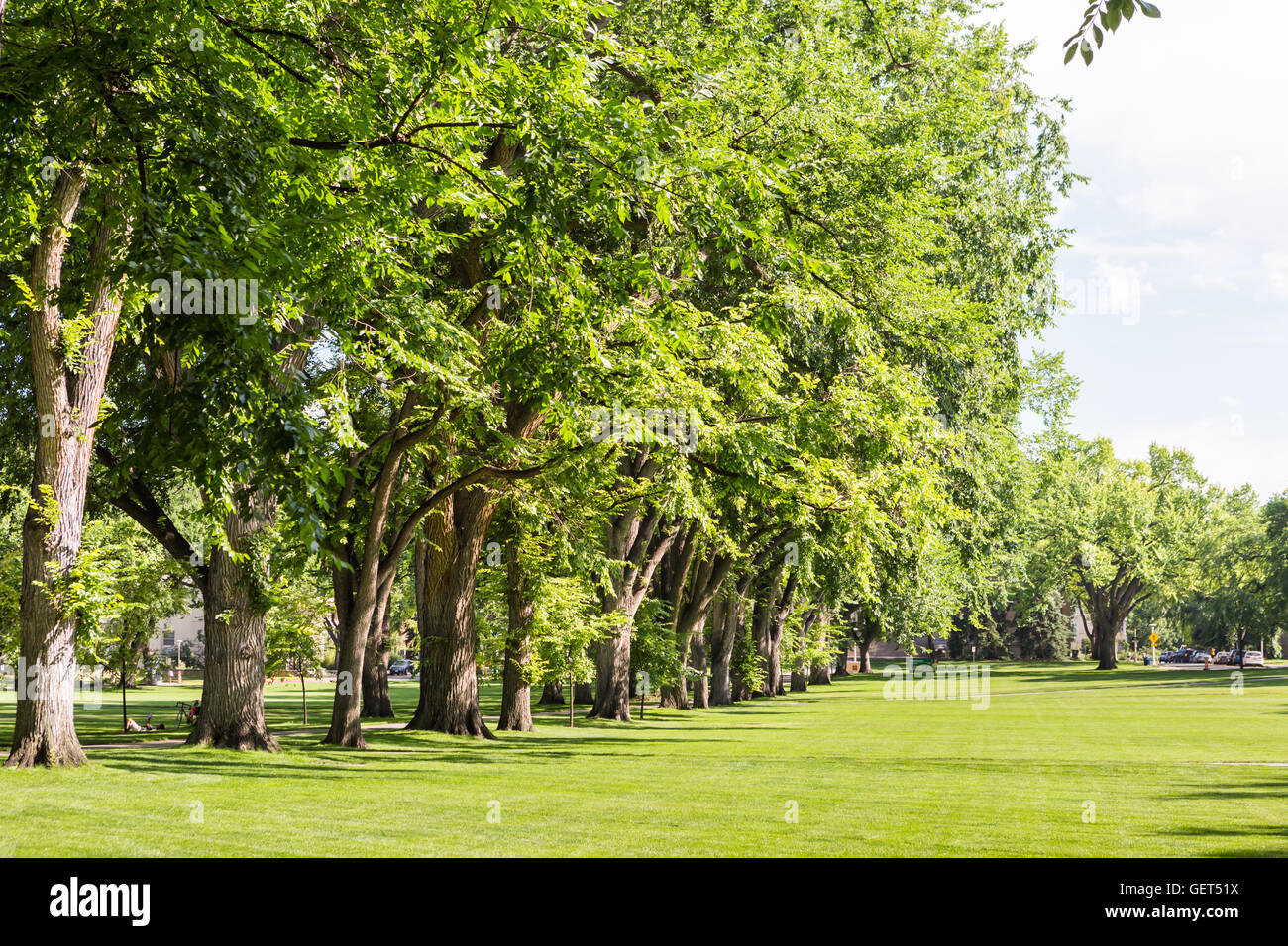 Tree alley with old trees on university campus Stock Photo - Alamy