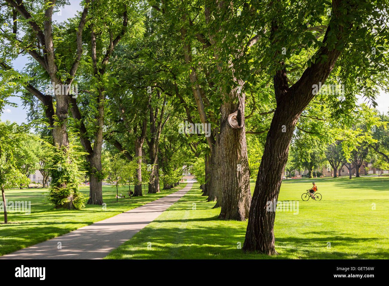 Tree alley with old trees on university campus Stock Photo - Alamy