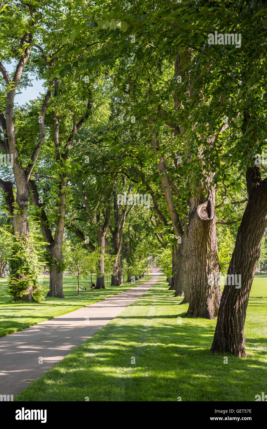 Tree alley with old trees on university campus Stock Photo - Alamy