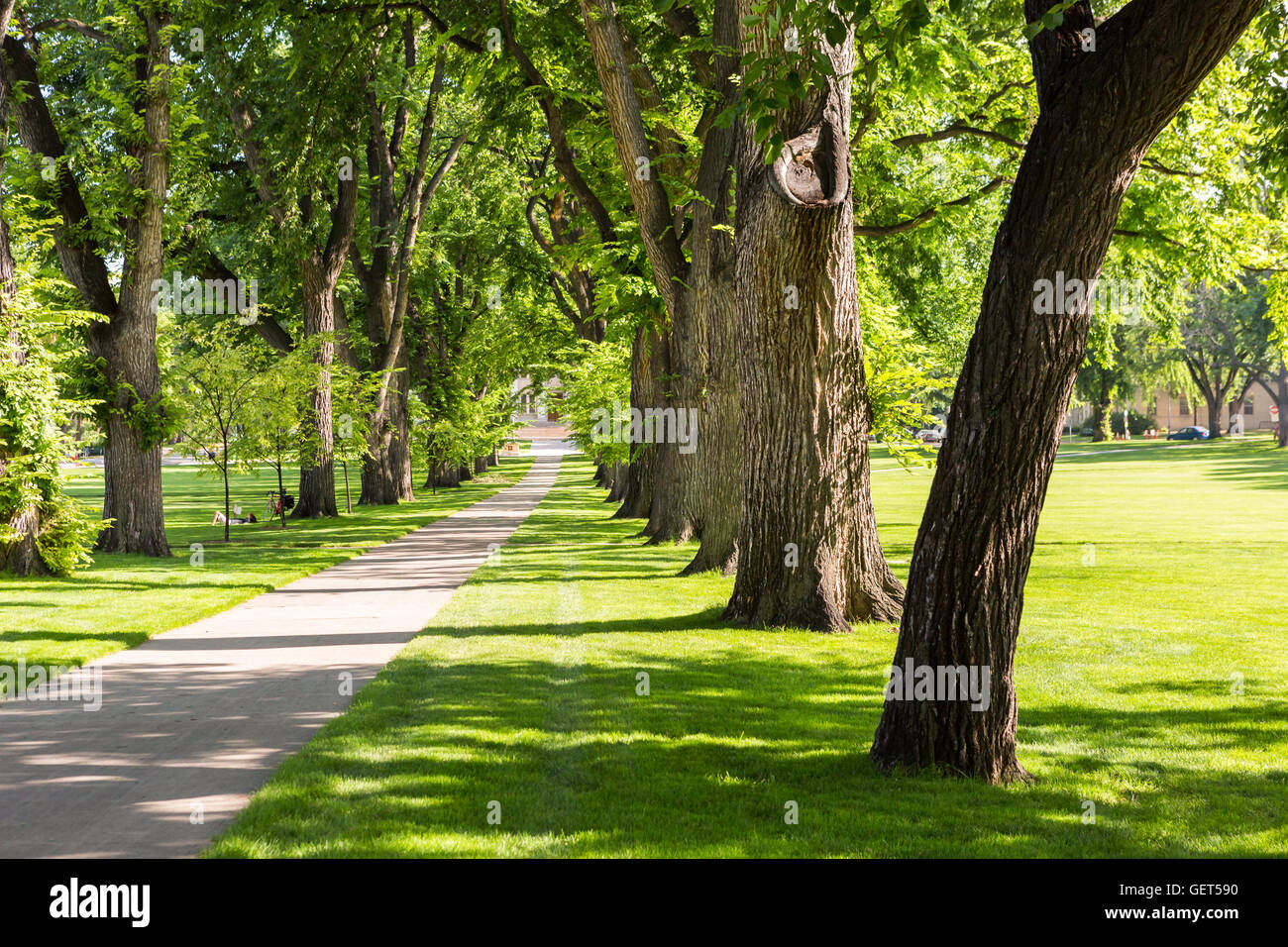 Tree alley with old trees on university campus Stock Photo - Alamy