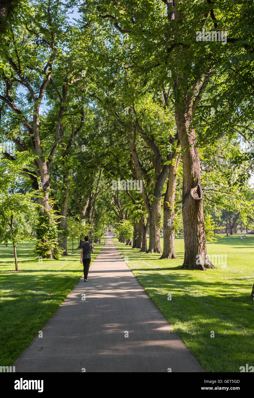 Tree alley with old trees on university campus Stock Photo - Alamy