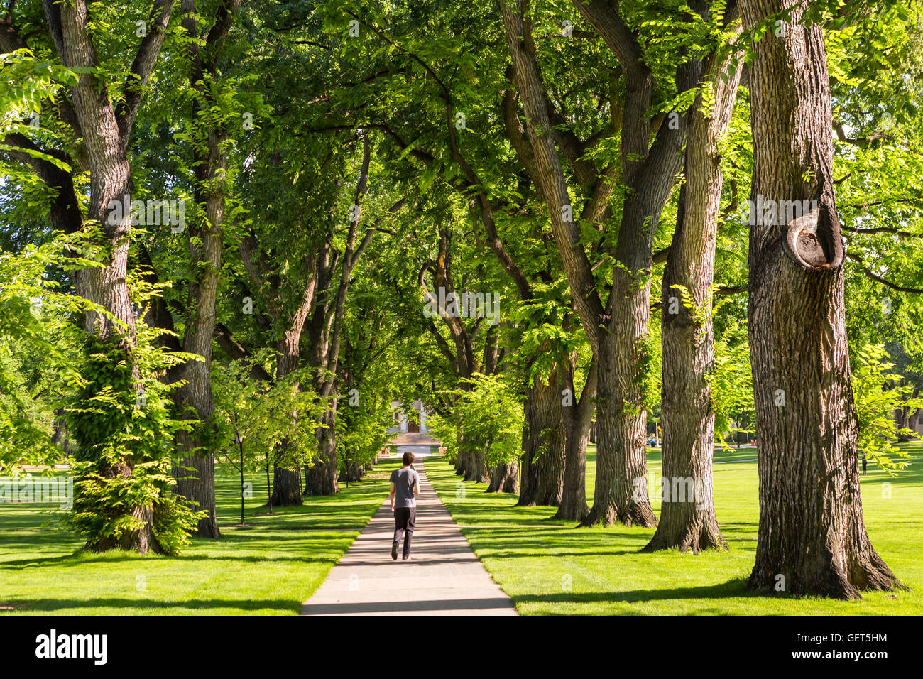 Tree alley with old trees on university campus Stock Photo - Alamy