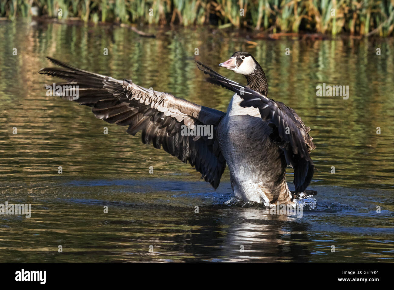 Canada Goose with wings raised Stock Photo - Alamy