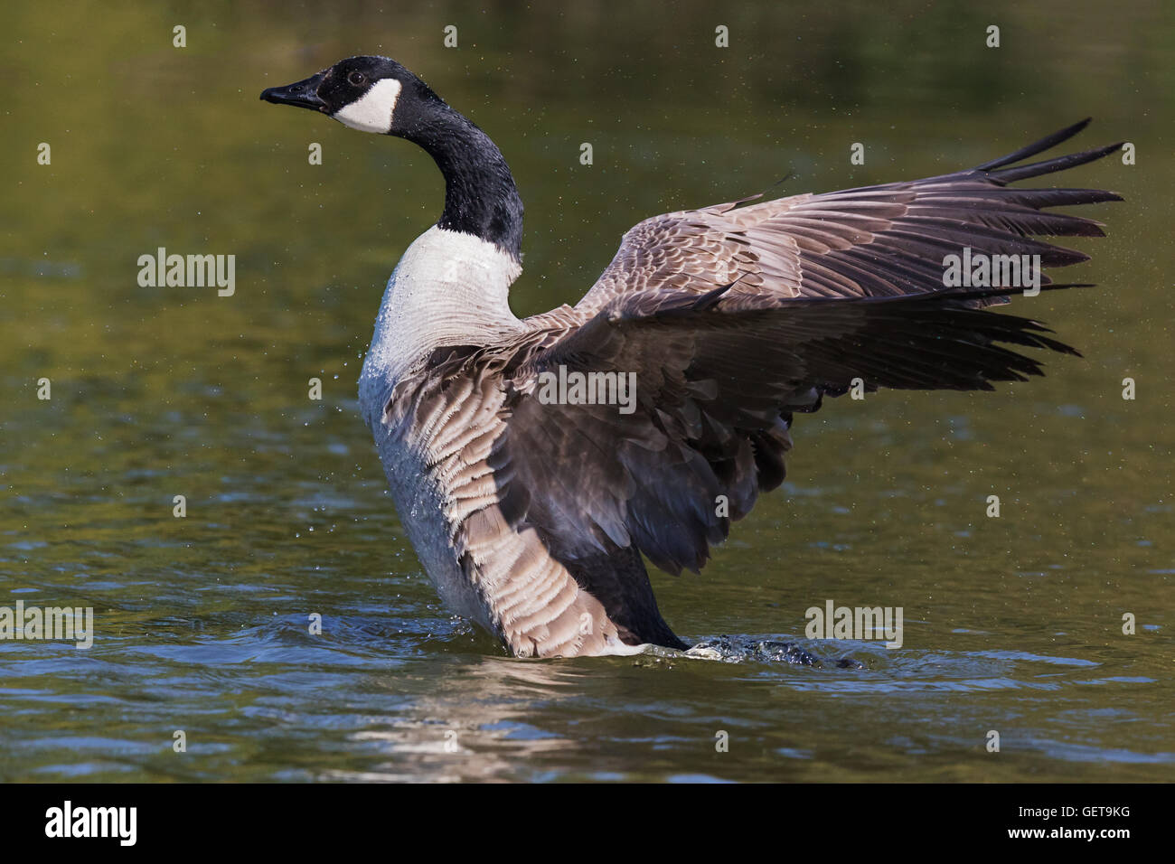 Upright Canada Goose Stock Photo - Alamy