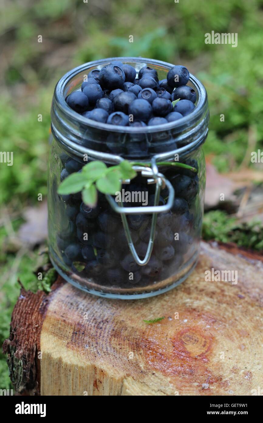 Blue bowl of blueberries forest hi-res stock photography and images - Alamy