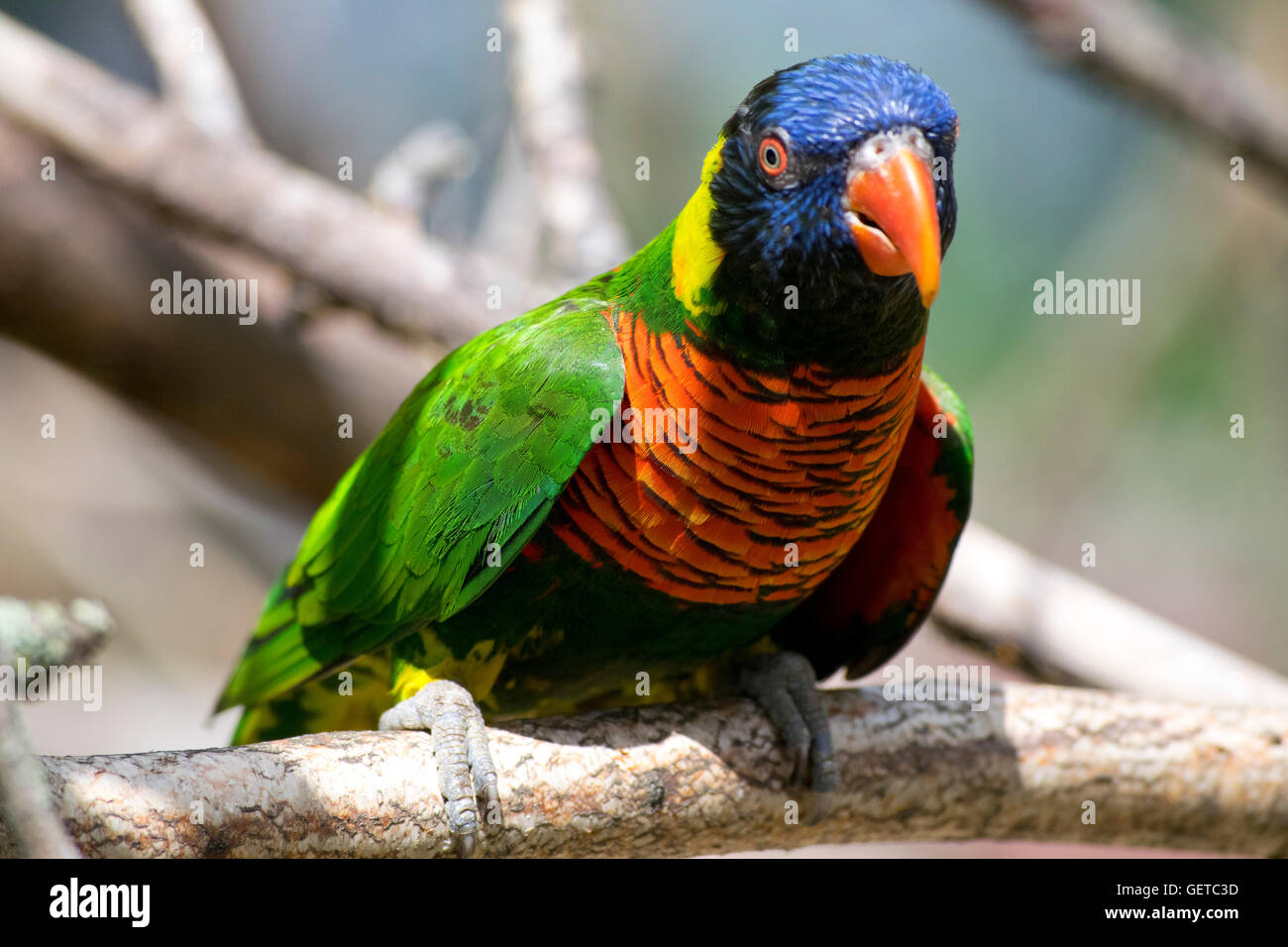 A Rainbow Lorikeet Stock Photo - Alamy