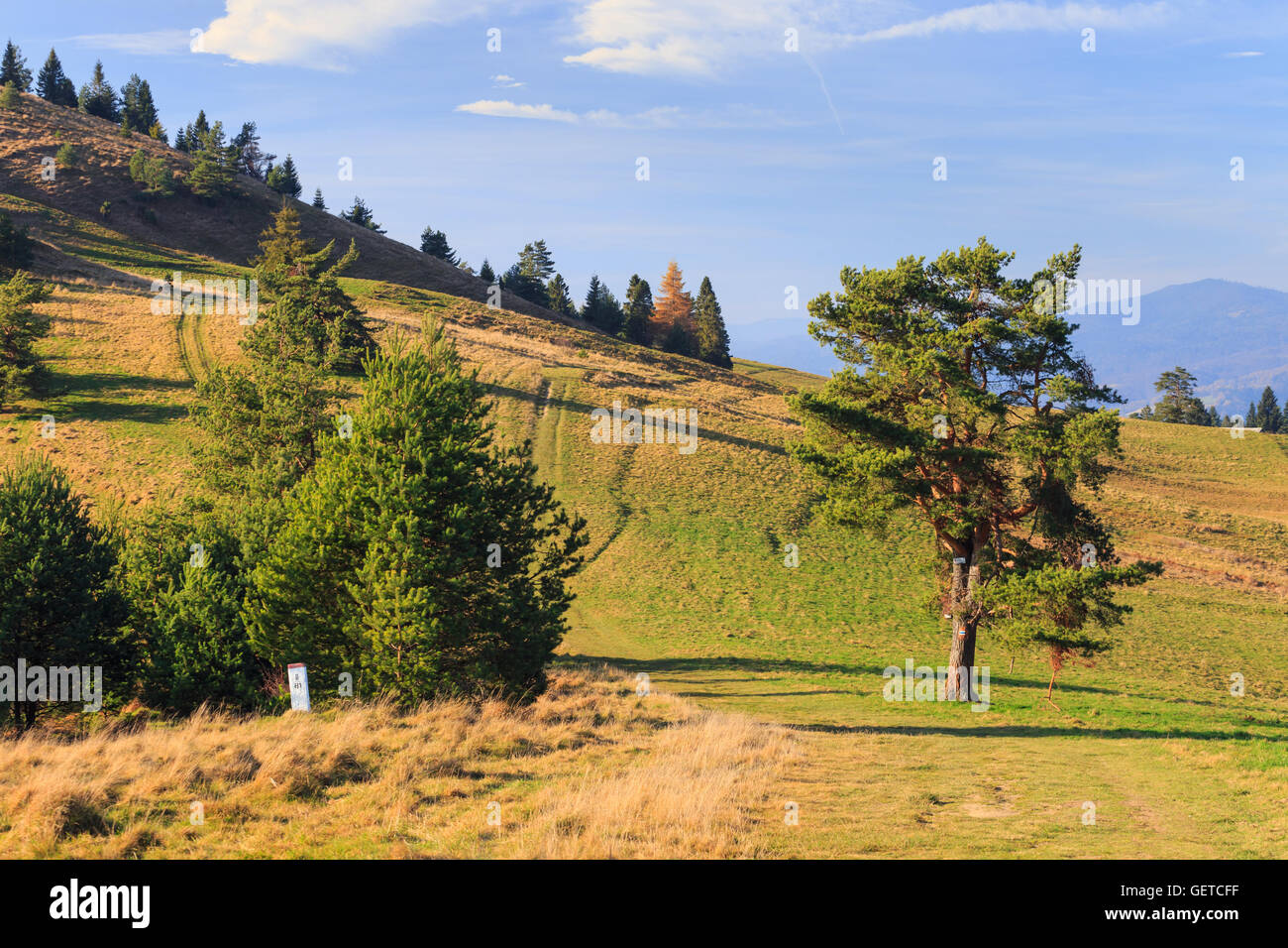 mountain landscape and trees Stock Photo - Alamy
