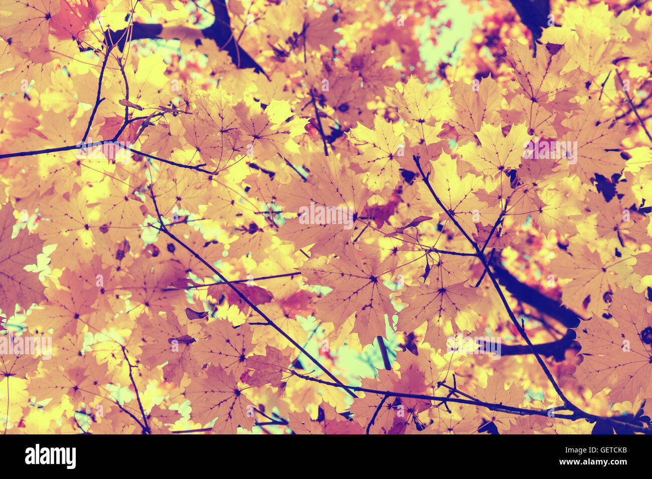 Colorful background of autumn leaf, vintage look Stock Photo - Alamy