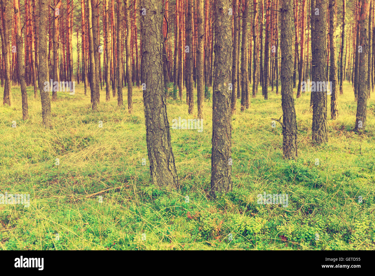 vintage forest background Stock Photo - Alamy