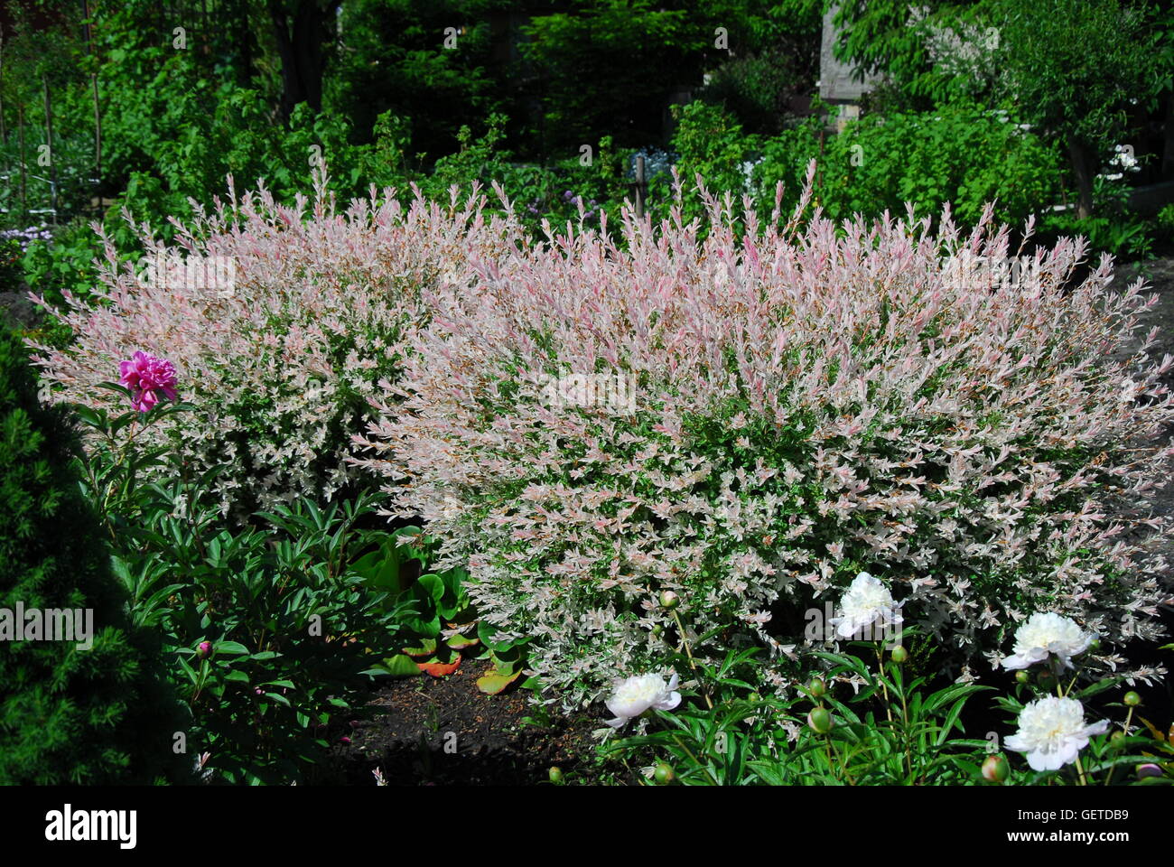 Dappled willow Hakuro-Nishiki, salix integra Stock Photo - Alamy Dappled willow Hakuro-Nishiki, salix integra Stock Photo - Alamy
