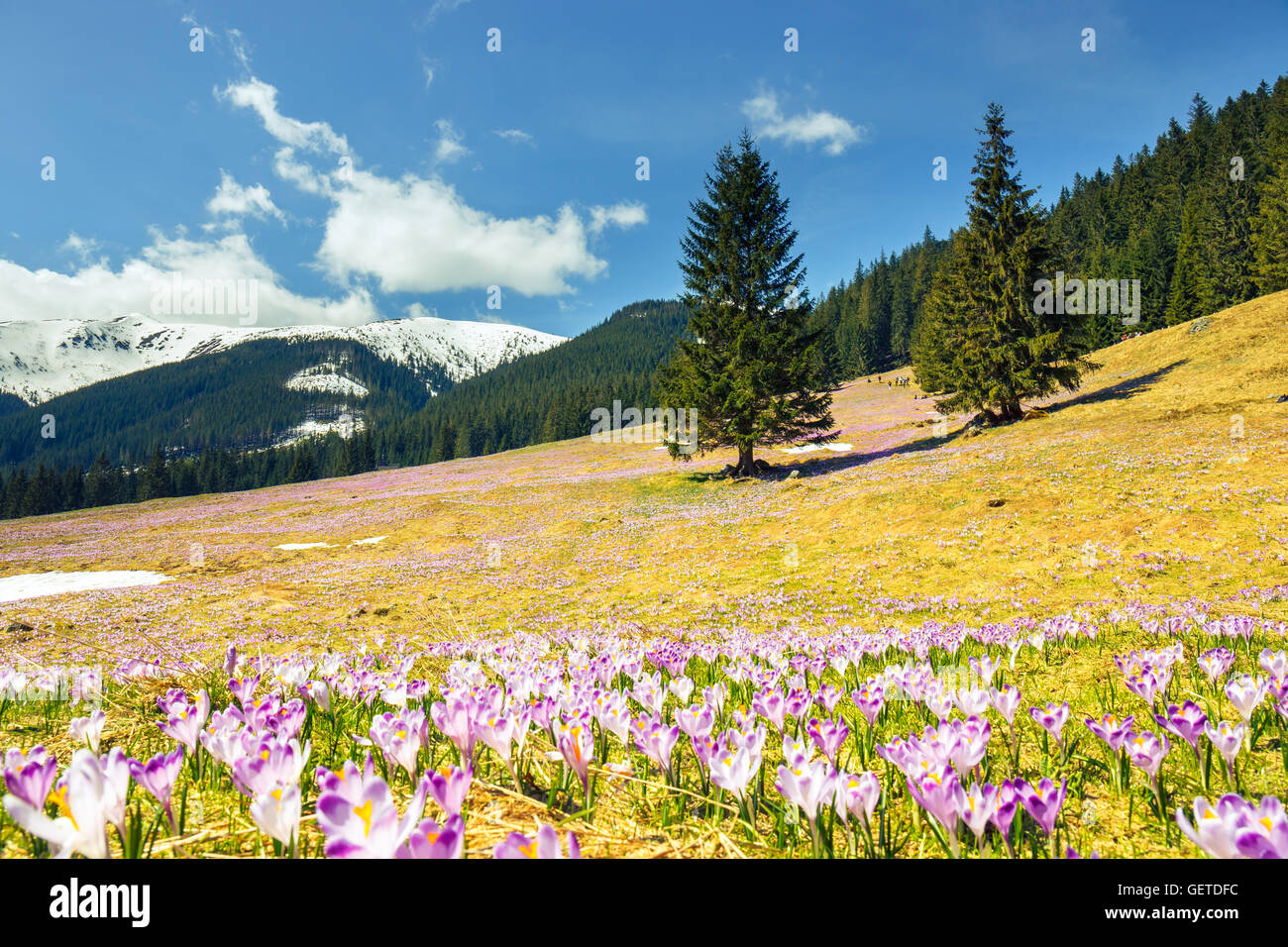 blooming violet crocuses in Tatra Mountains, spring flower Stock Photo ...