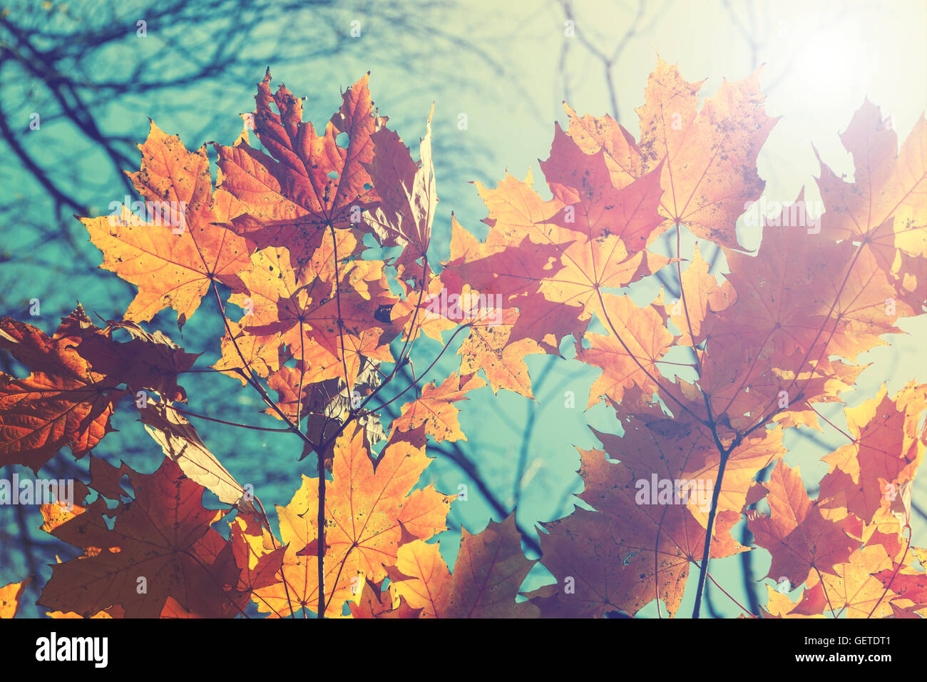 Colorful background of autumn leaf, vintage look Stock Photo - Alamy