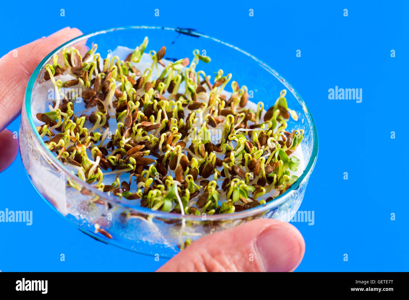The sprouted seeds in the genetic laboratory Stock Photo - Alamy