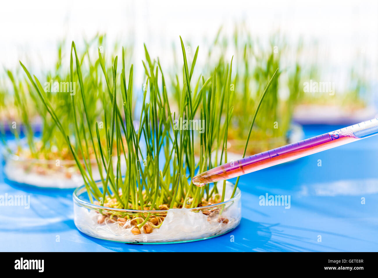 Genetically modified plants in a scientific laboratory Stock Photo - Alamy