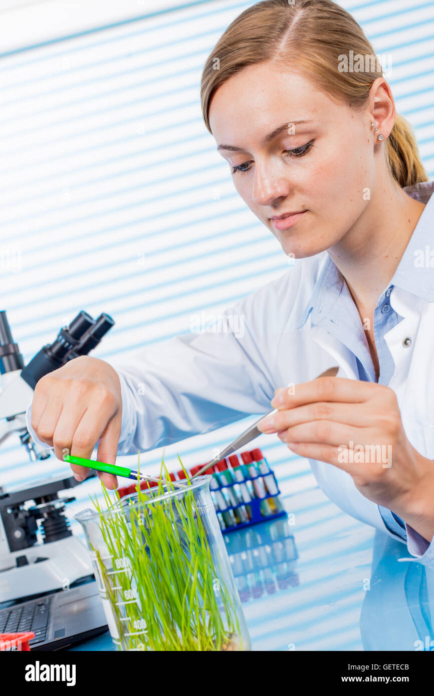 Technician in laboratory Research green plants Stock Photo - Alamy