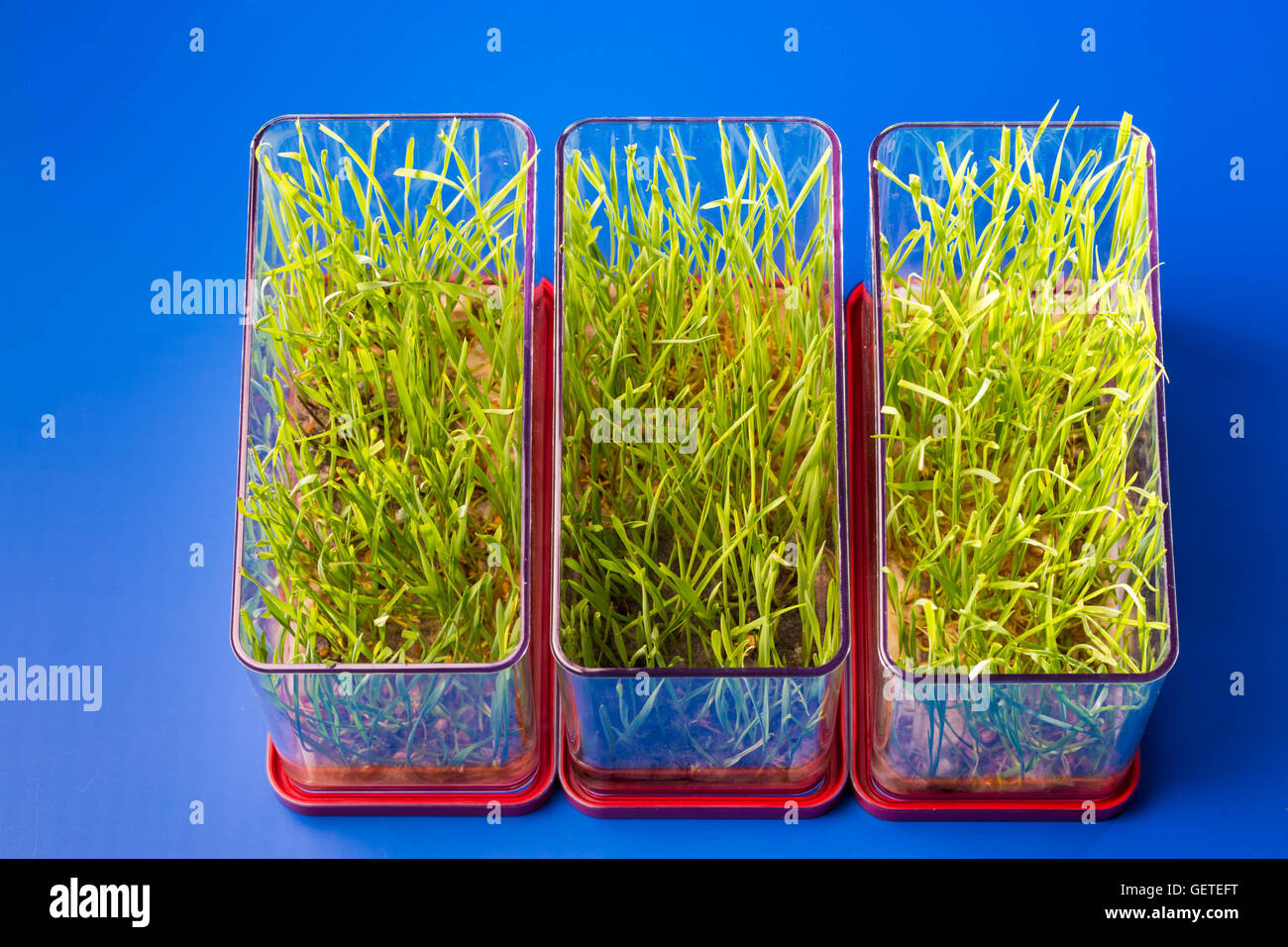 Genetically modified plants in a scientific laboratory Stock Photo - Alamy
