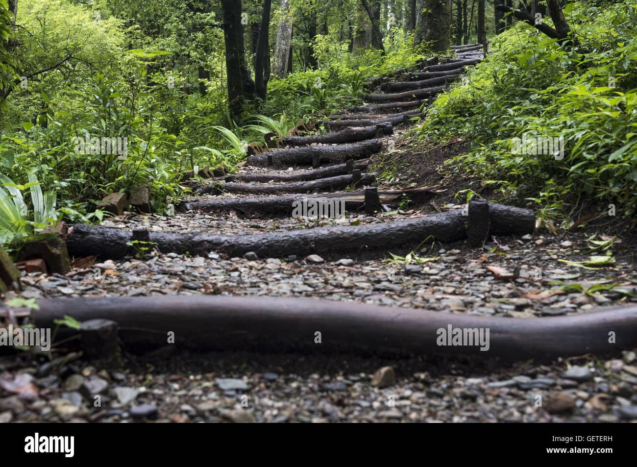 A path through the forest in Himalayan region in India Stock Photo - Alamy