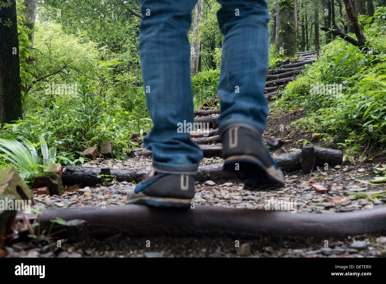 A man walking on a path through the forest in Himalayan region in India ...