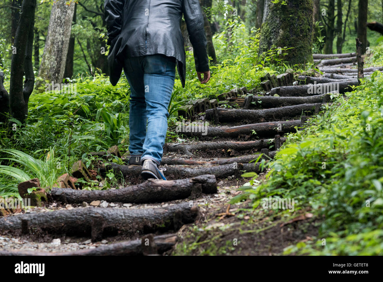 A man walking on a path through the forest in Himalayan region in India ...
