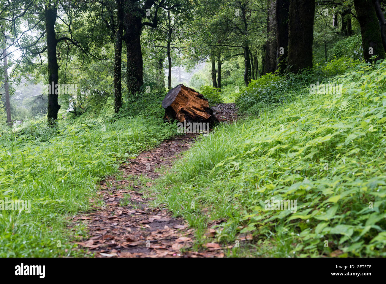 A path through the forest in Himalayan region in India Stock Photo - Alamy