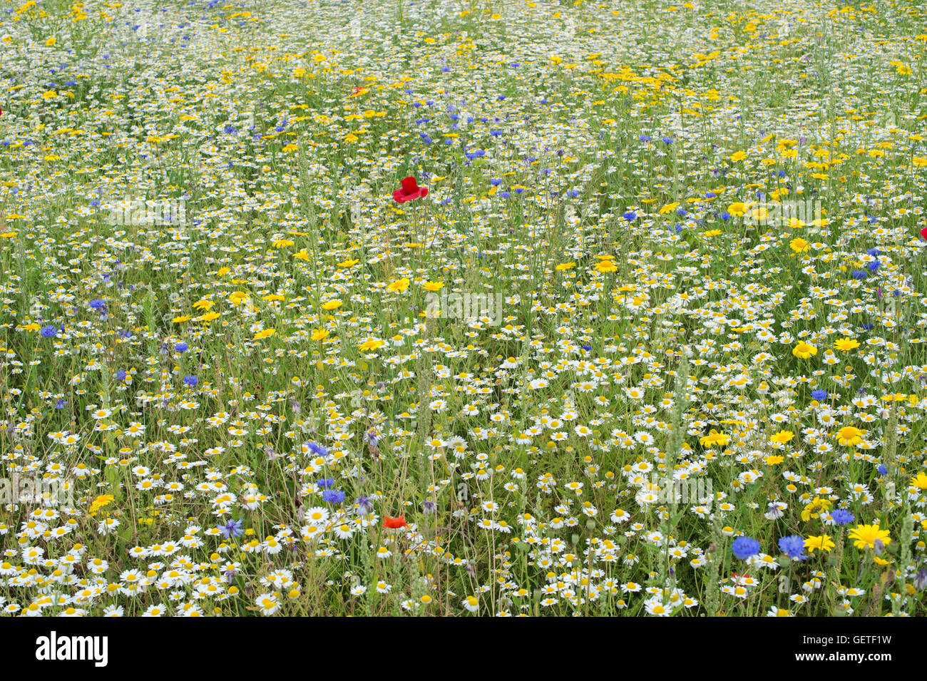 Wildflower meadow hi-res stock photography and images - Alamy
