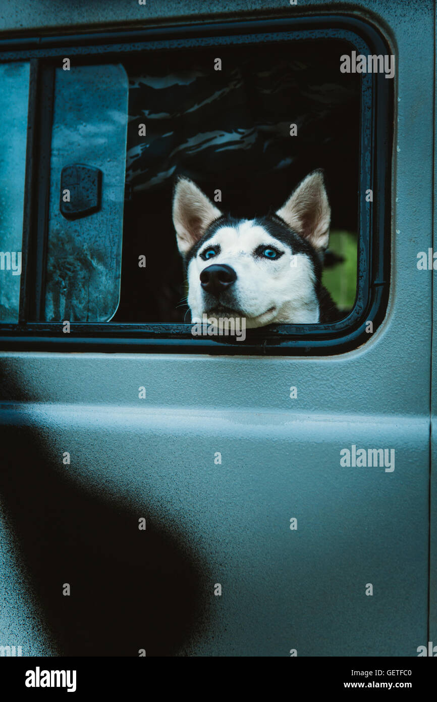sad dog Husky looks out of the window while sitting in the car Stock ...