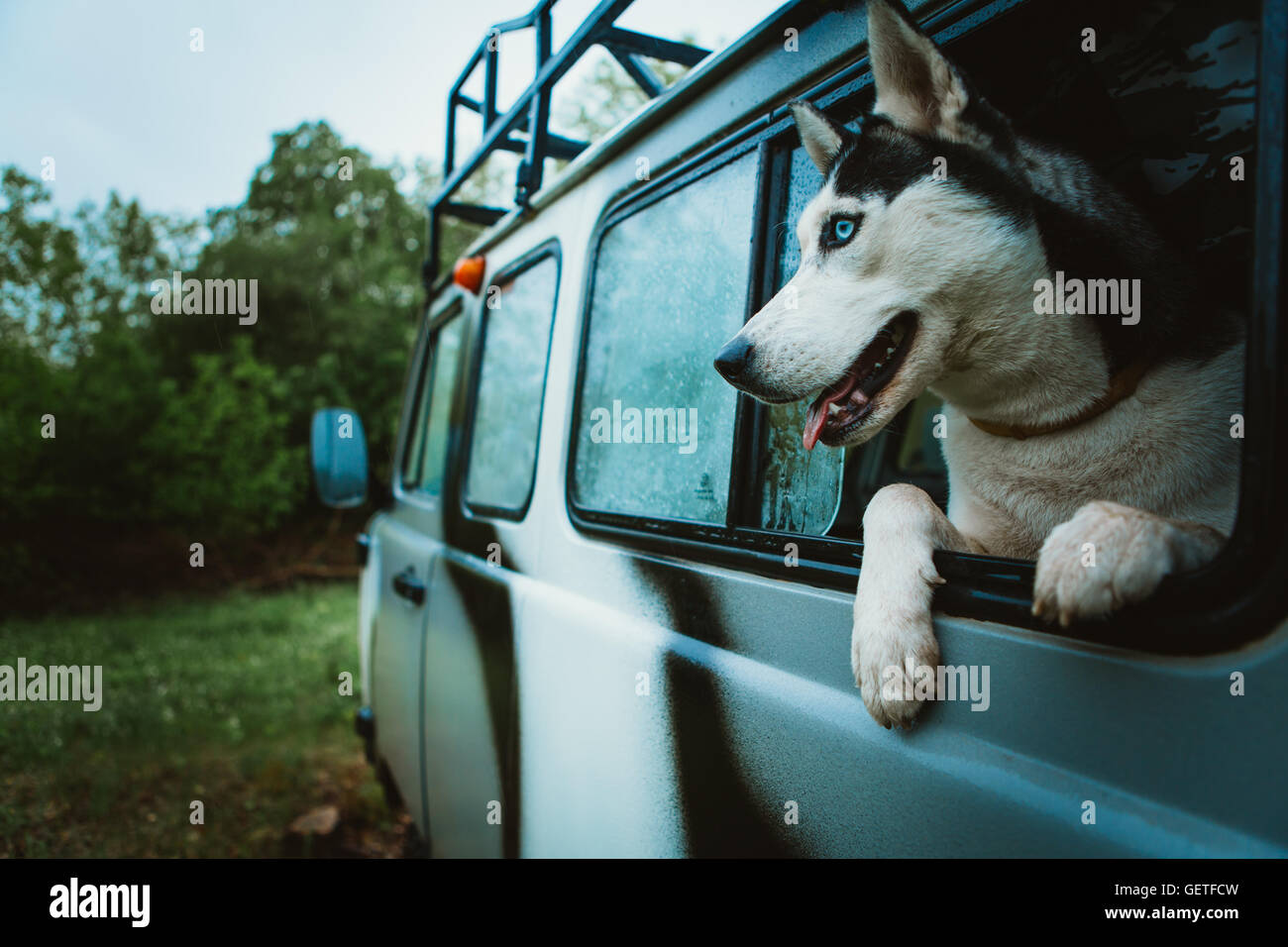 sad dog Husky looks out of the window while sitting in the car Stock ...