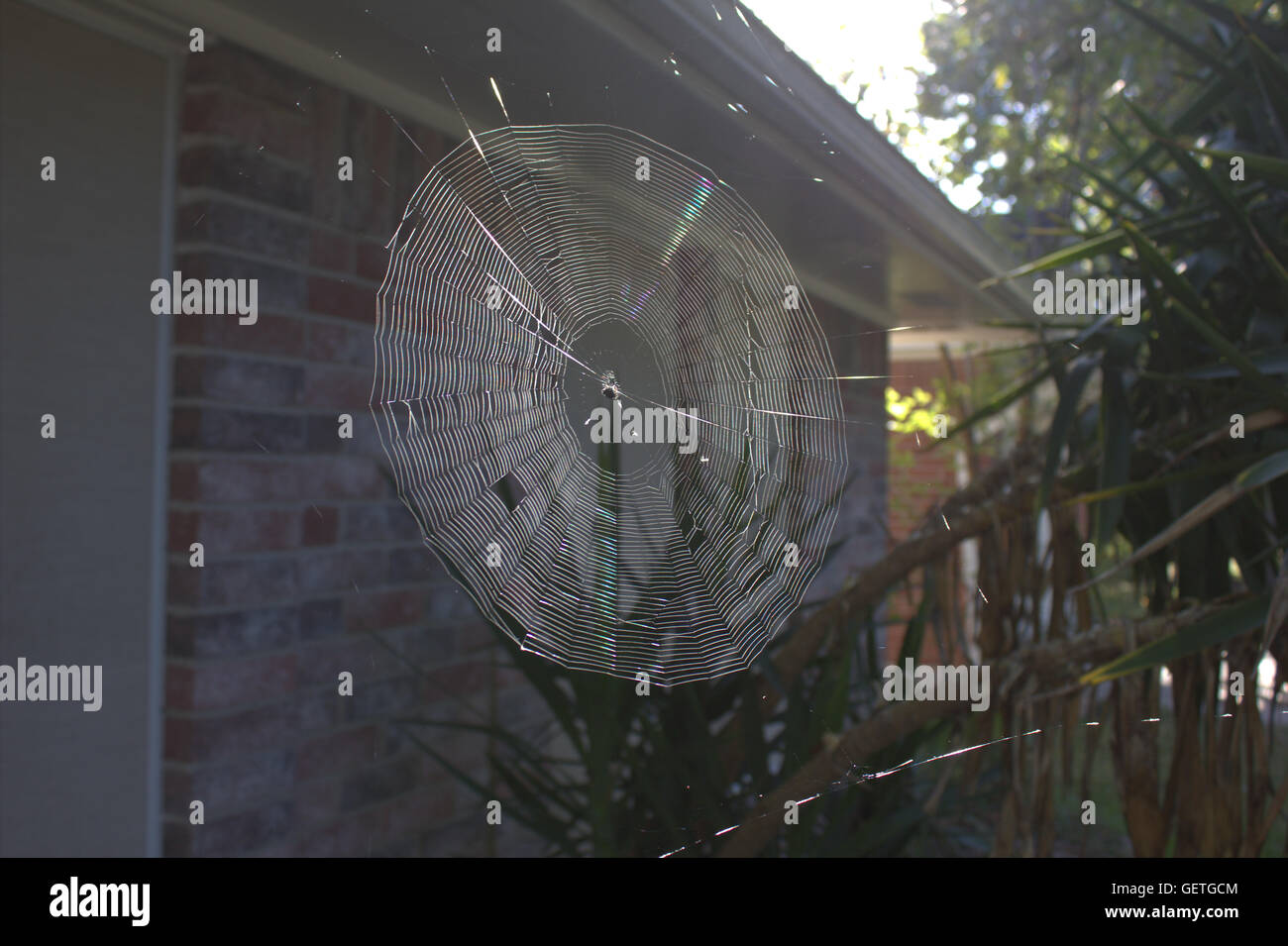 Cobweb spiders and comb footed spiders hi-res stock photography and ...