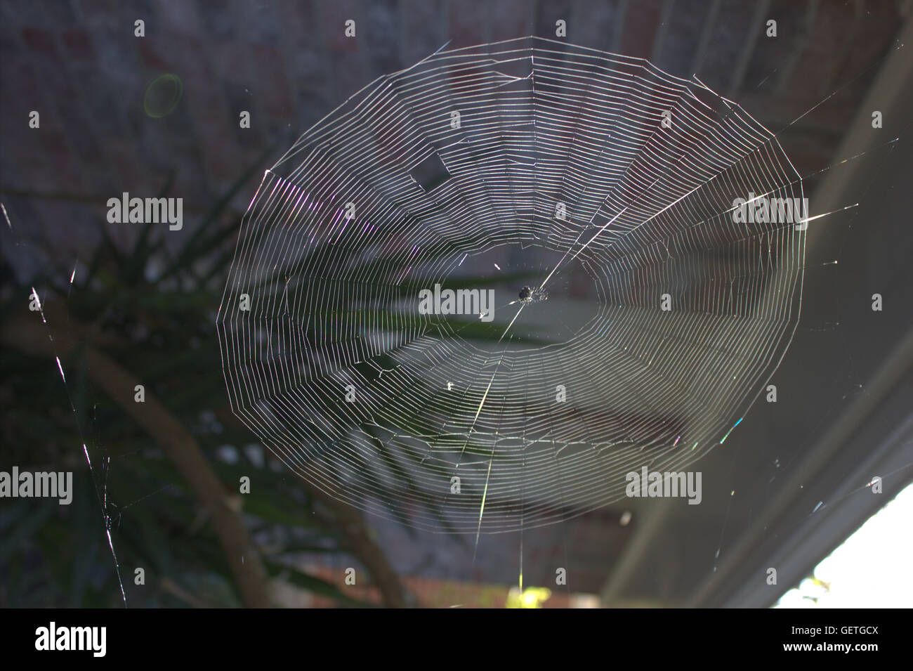 Spider Spinnerets High Resolution Stock Photography and Images - Alamy