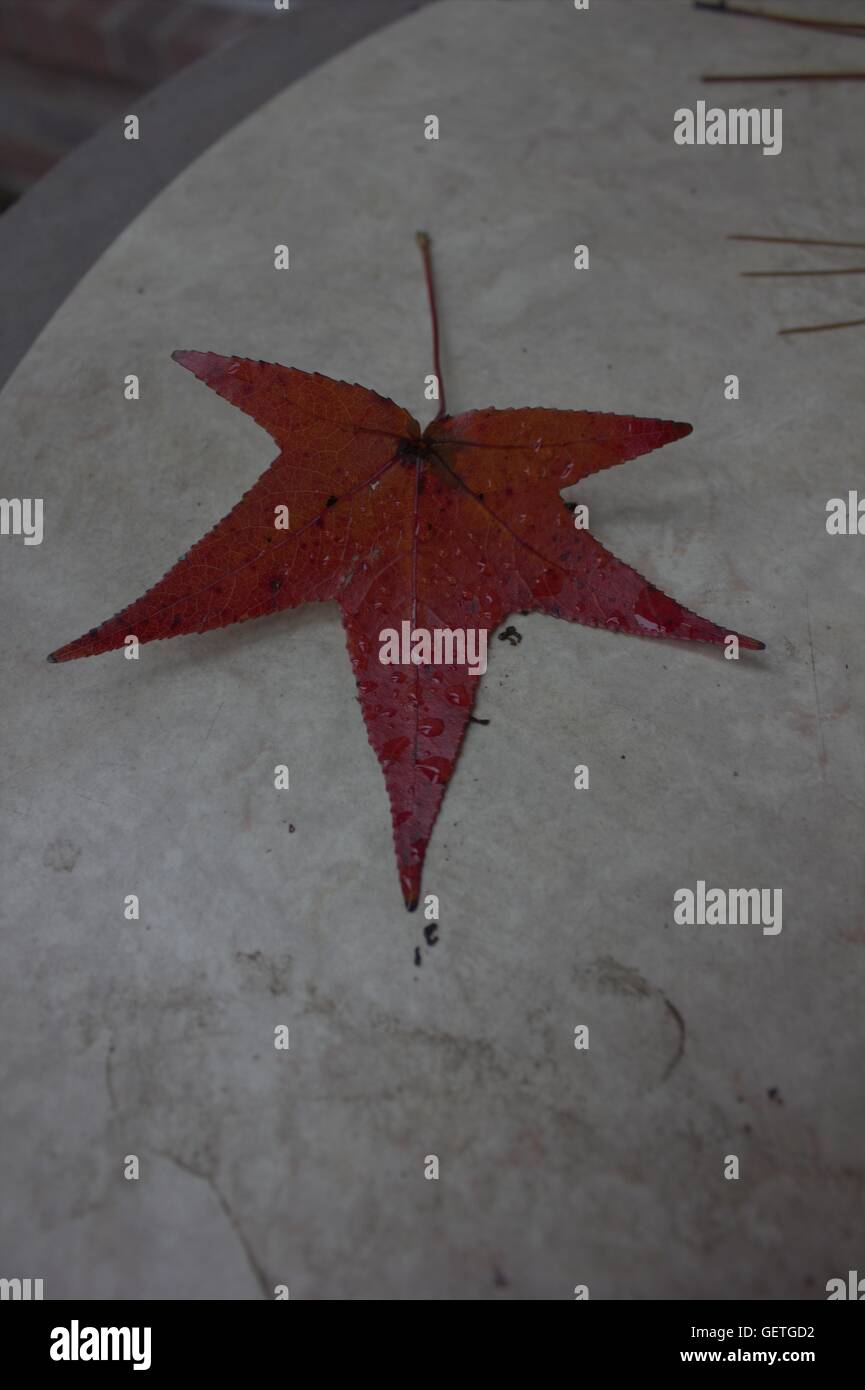 Five point leaf hi-res stock photography and images - Alamy