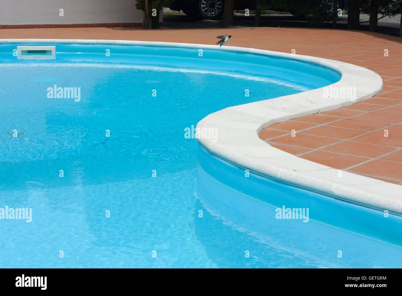 Bird flying over swimming pool Stock Photo - Alamy