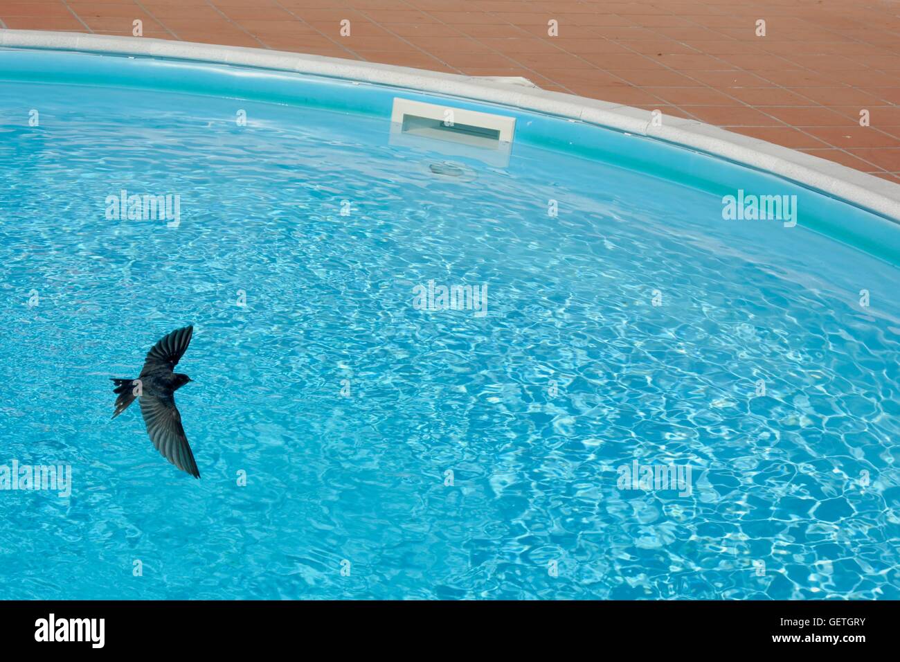 Bird flying over swimming pool Stock Photo - Alamy