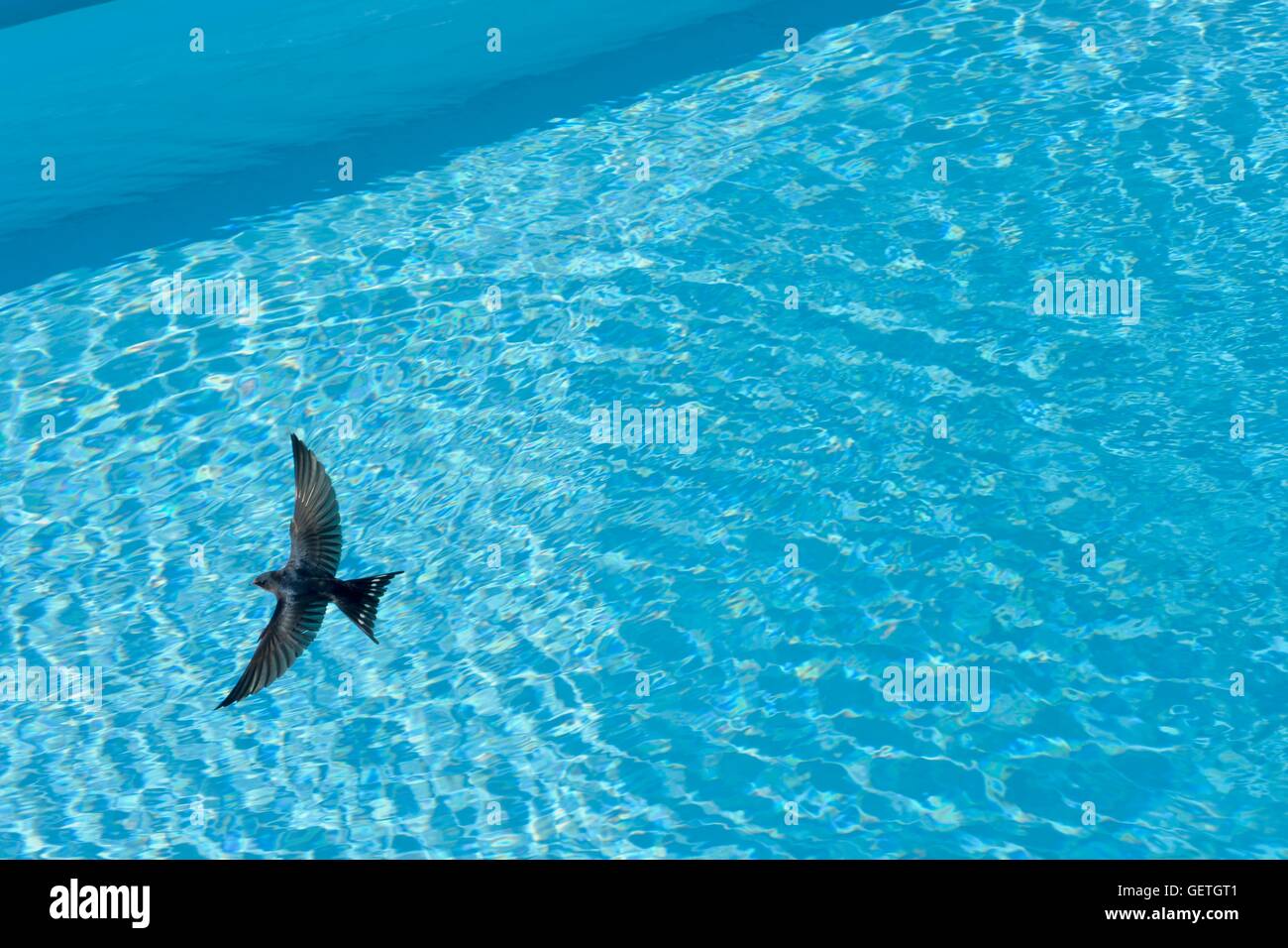 Bird flying over swimming pool Stock Photo - Alamy