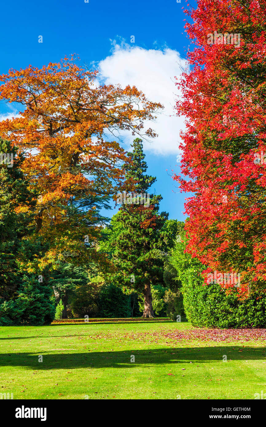 Autumn trees in the parkland of the Bowood Estate in Wiltshire Stock ...