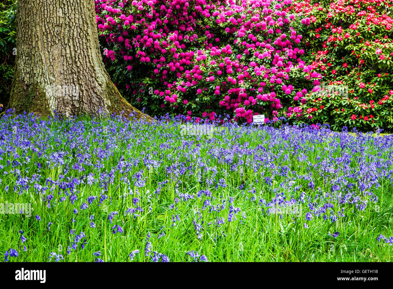 Bowood house rhododendrons hi-res stock photography and images - Alamy