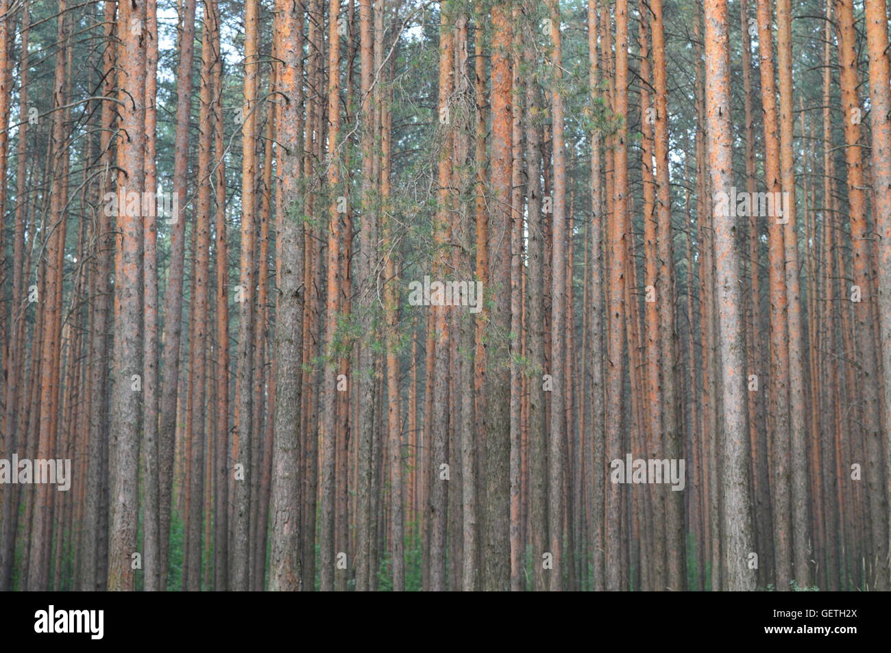 Trunks of pine trees Stock Photo - Alamy